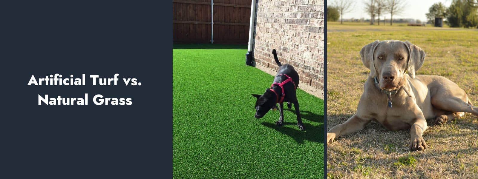 Fake Grass for Dogs: The Most Complete Guide To Pet Turf