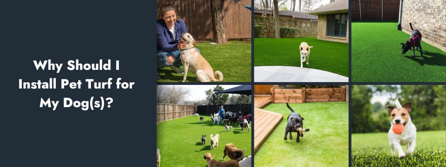 Fake Grass for Dogs: The Most Complete Guide To Pet Turf