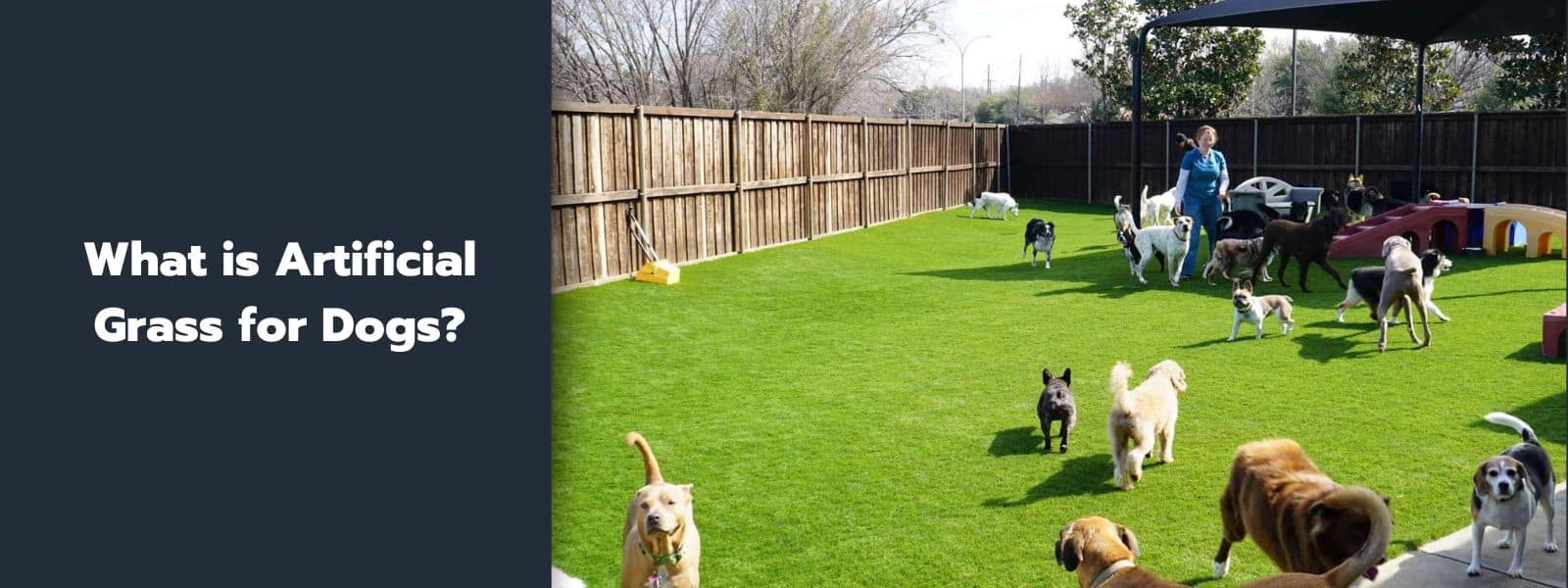 Best Artificial Grass for Dogs: THE #1 Pet Turf Buying Guide